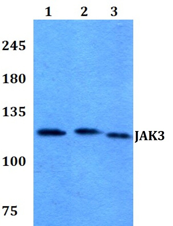 JAK3 Antibody (PA5-86326)