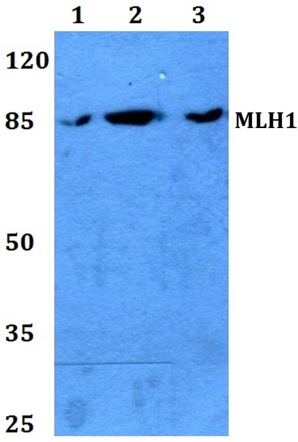 MLH1 Antibody (PA5-86455)