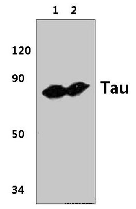 Tau Antibody (PA5-86613)
