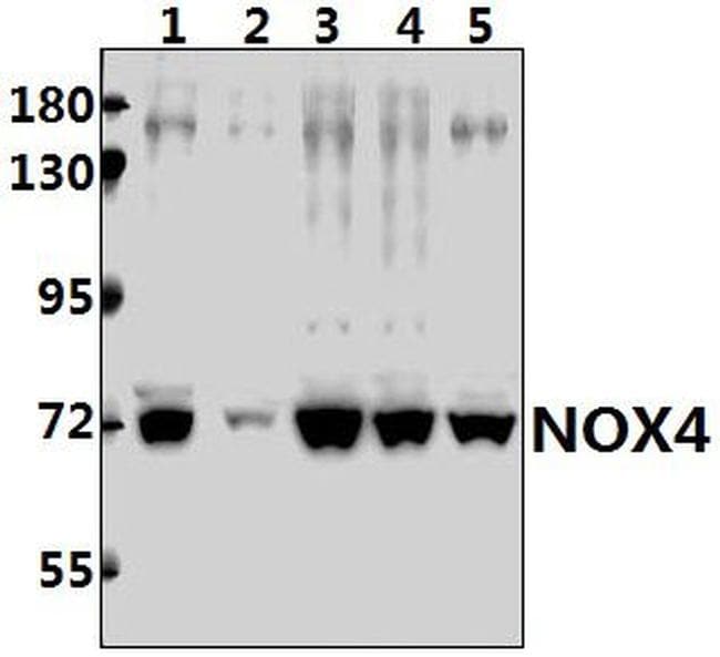 NOX4 Antibody (PA5-86798)