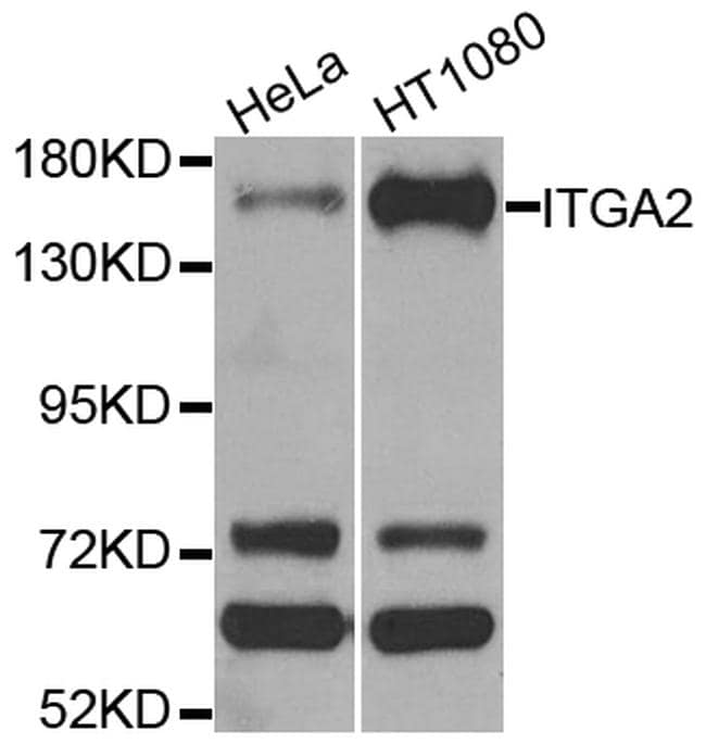 CD49b (Integrin alpha 2) Antibody (PA5-87012)