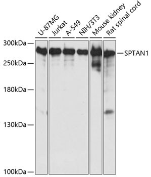 alpha-II Spectrin Antibody (PA5-87363)