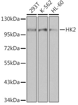 HK2 Antibody (PA5-87552)