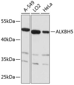 ALKBH5 Antibody (PA5-88210)