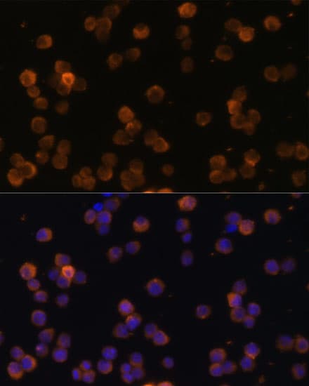 CD86 Antibody (PA5-88284)