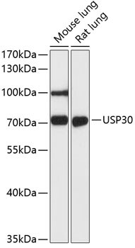 USP30 Antibody (PA5-88817)
