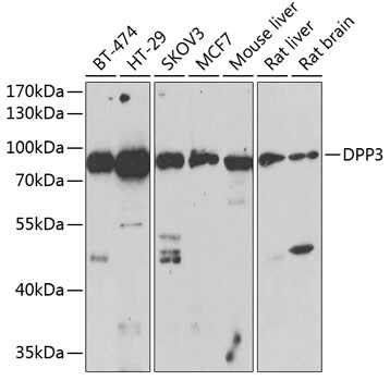 DPP3 Antibody (PA5-89210)