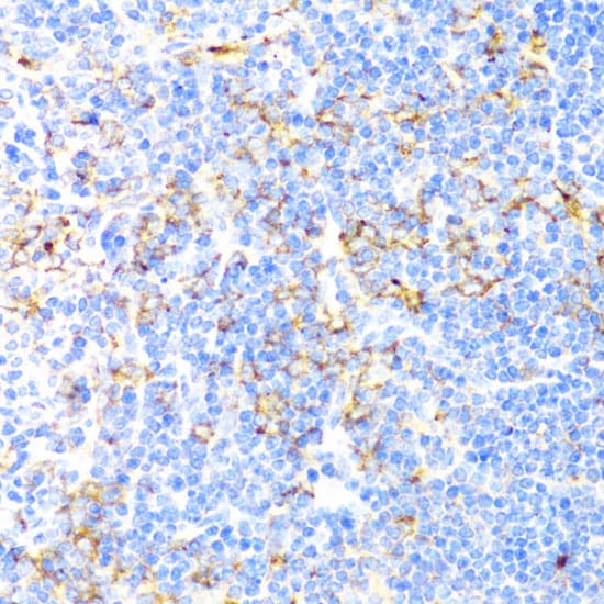 CD11c Antibody (PA5-90208)