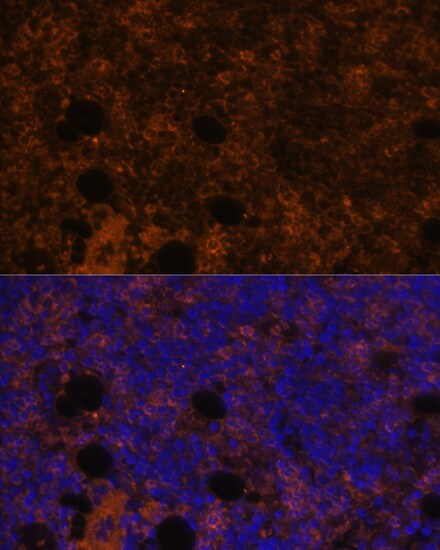CD11b Antibody (PA5-90724)
