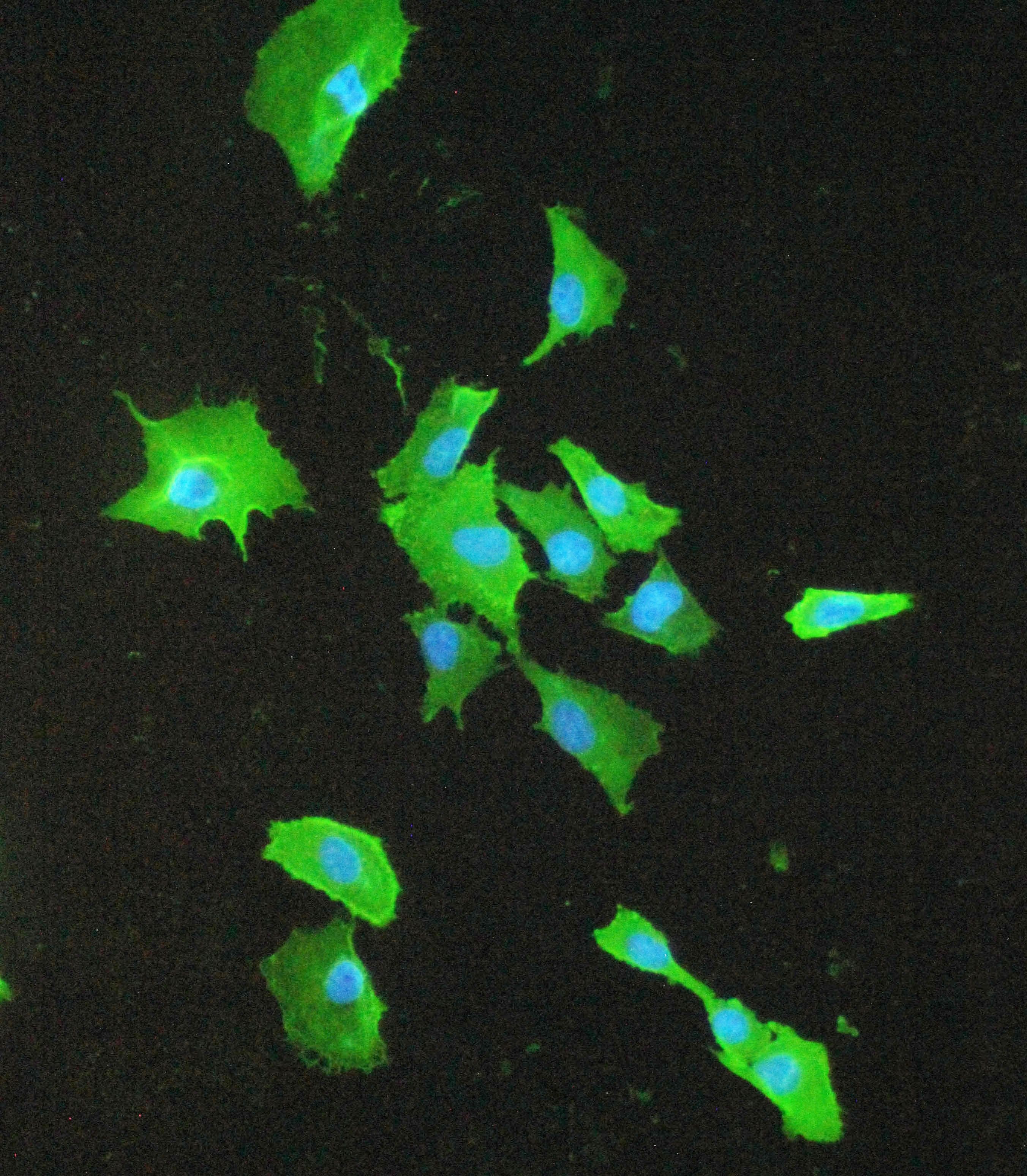S100A10 Antibody (PA5-95505)