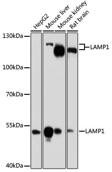 LAMP1 Antibody (PA5-95849)