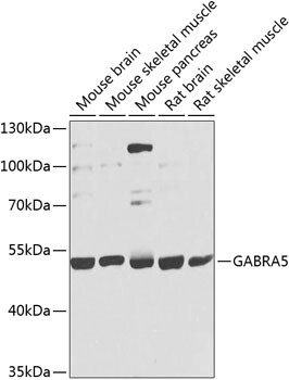 GABRA5 Antibody (PA5-97293)