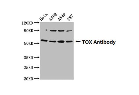 TOX Antibody (PA5-98209)