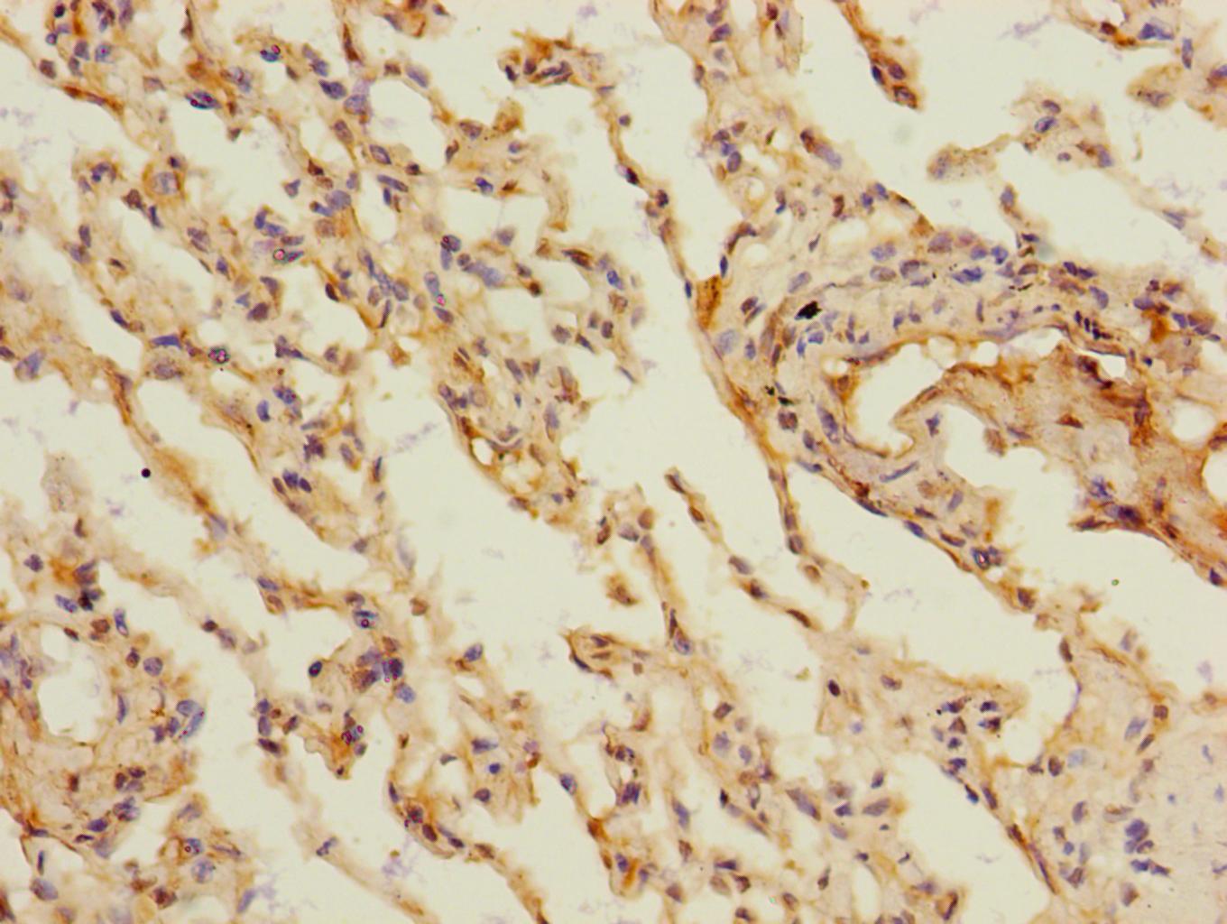 MARCO Antibody (PA5-98947)