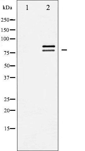 HSL Antibody (PA5-99543)