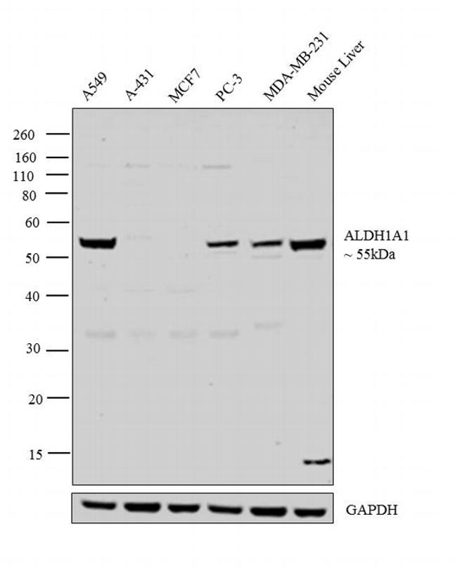 ALDH1A1 Antibody (PA5-11537)