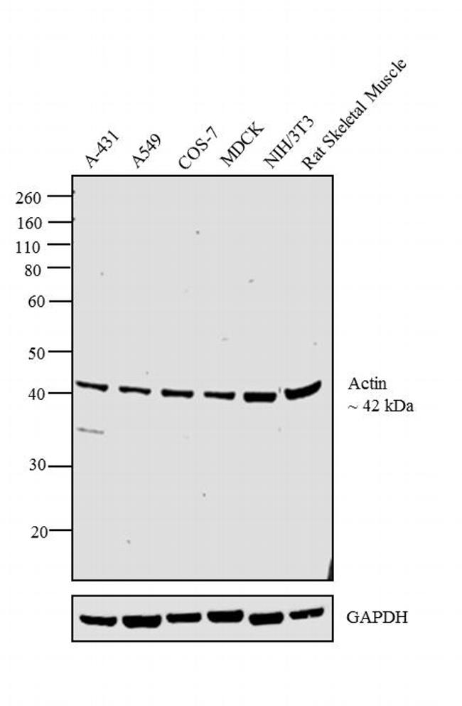 Actin Antibody (PA5-11570)