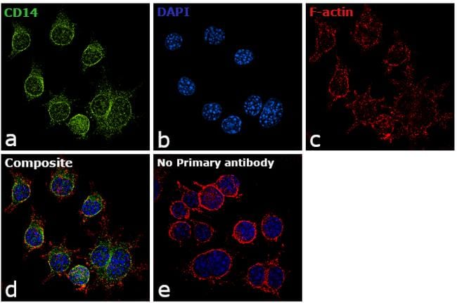 CD14 Antibody (PA5-13305)