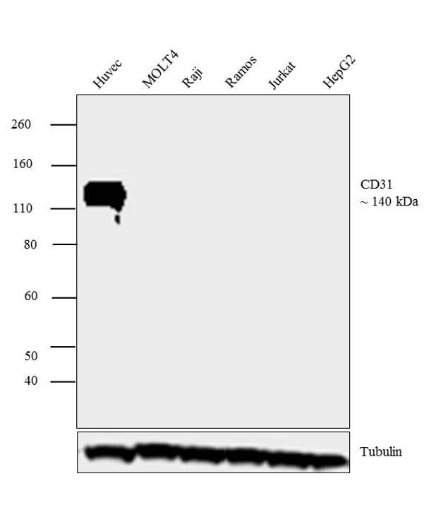 CD31 Antibody (PA5-16301)