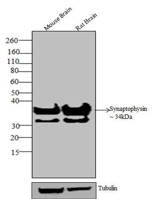 Synaptophysin Antibody (PA5-16417)