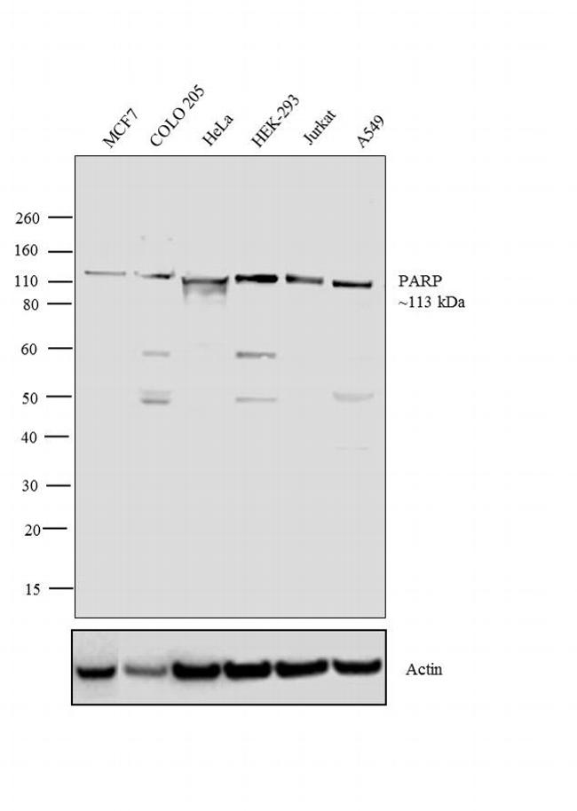 PARP1 Antibody (PA5-16452)