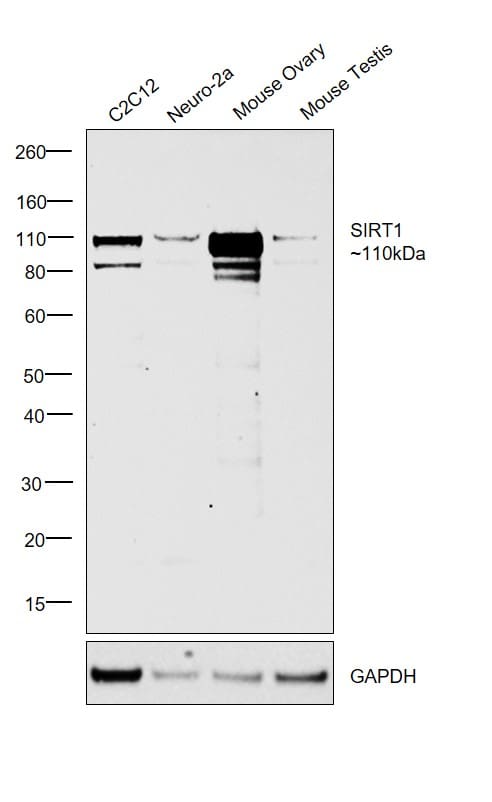 SIRT1 Antibody (PA5-17074)