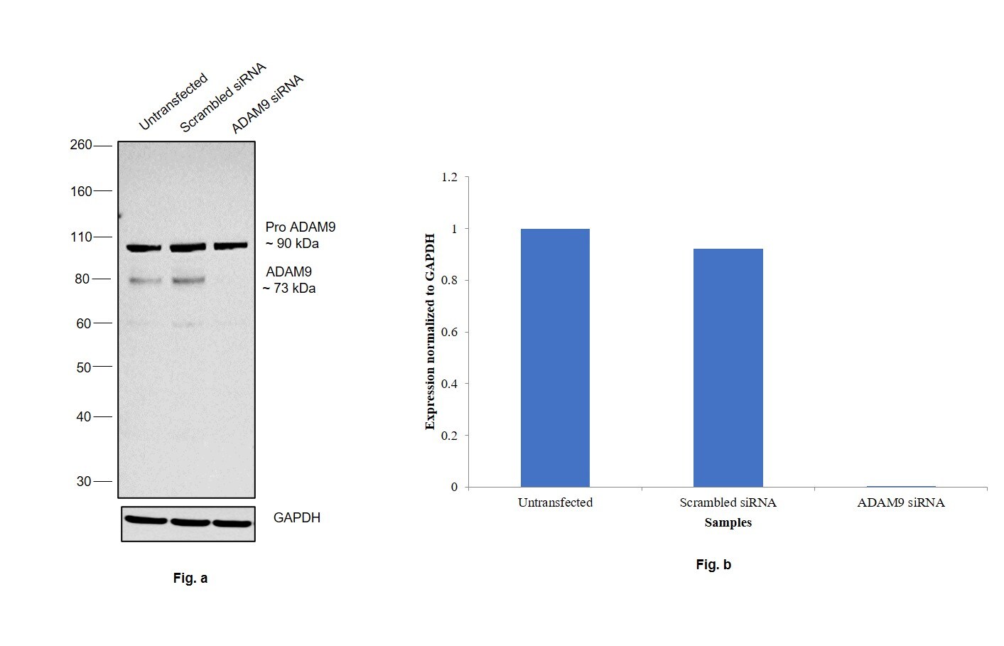 ADAM9 Antibody (PA5-17080)