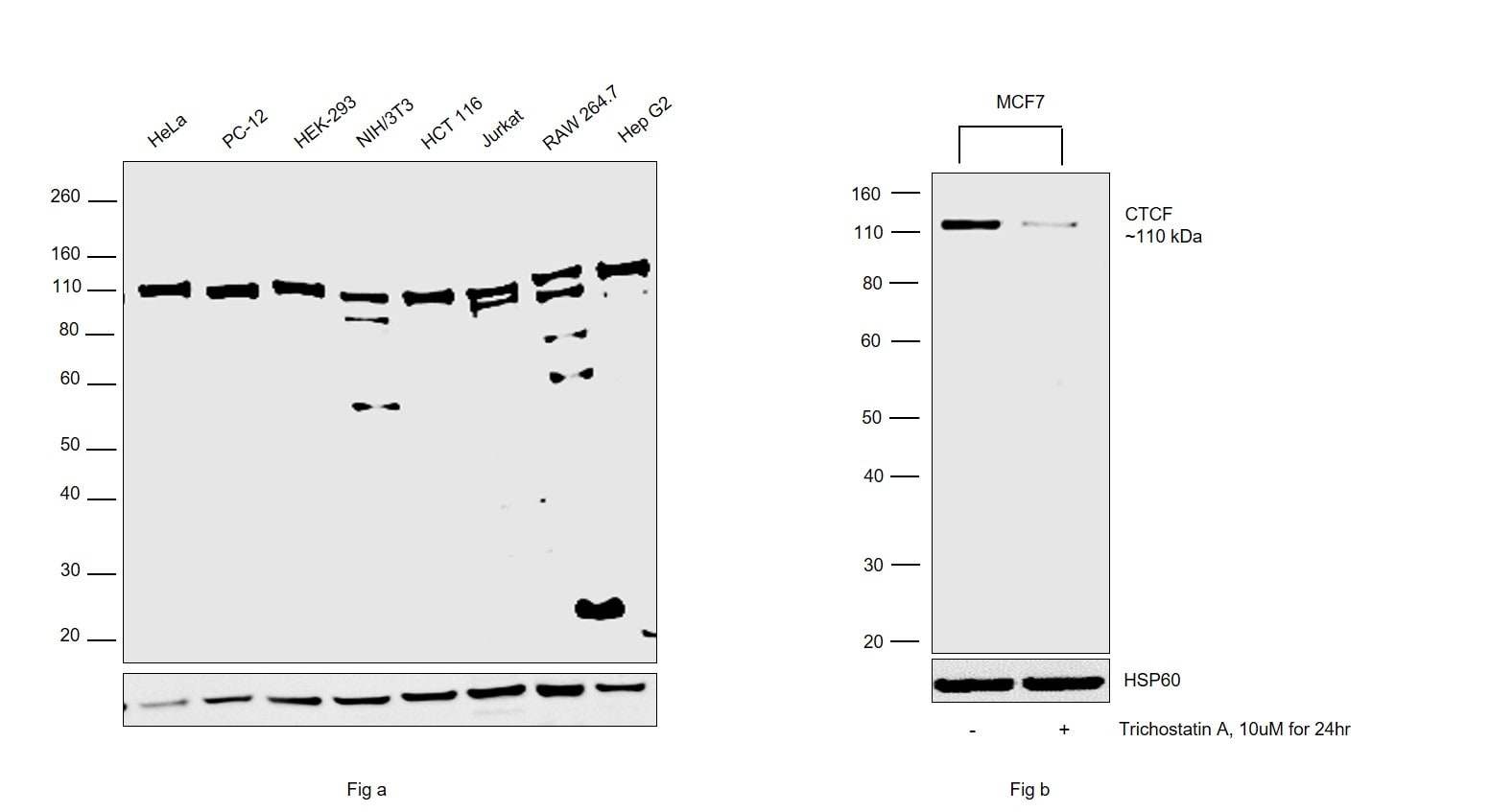 CTCF Antibody (PA5-17143)