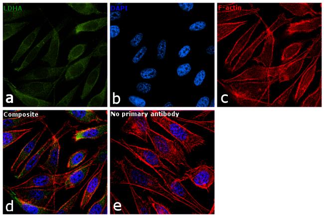 LDHA Antibody (PA5-17183)