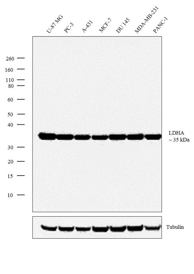 LDHA Antibody (PA5-17183)