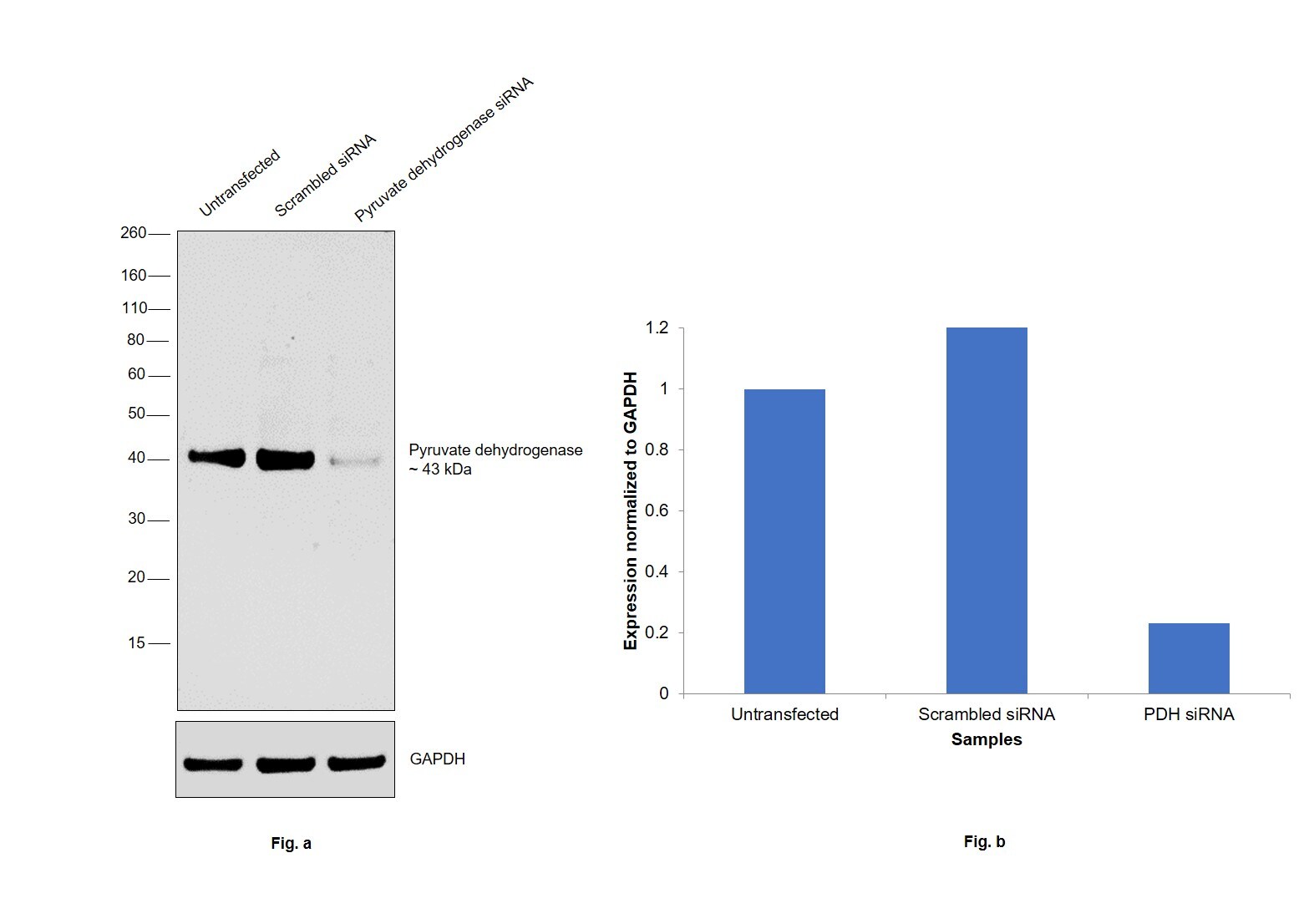 PDHA1/PDHA2 Antibody (PA5-17190)
