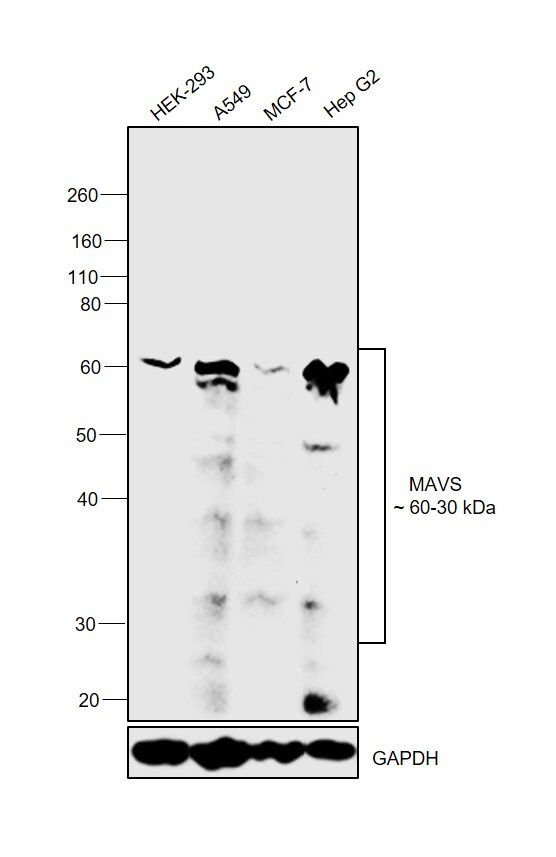 MAVS Antibody (PA5-17256)