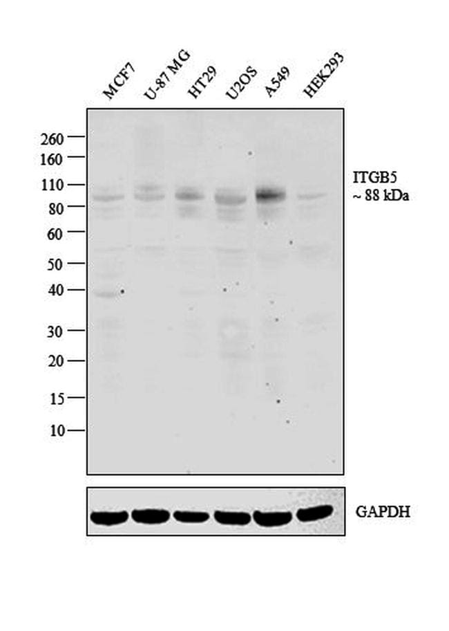 ITGB5 Antibody (PA5-17260)