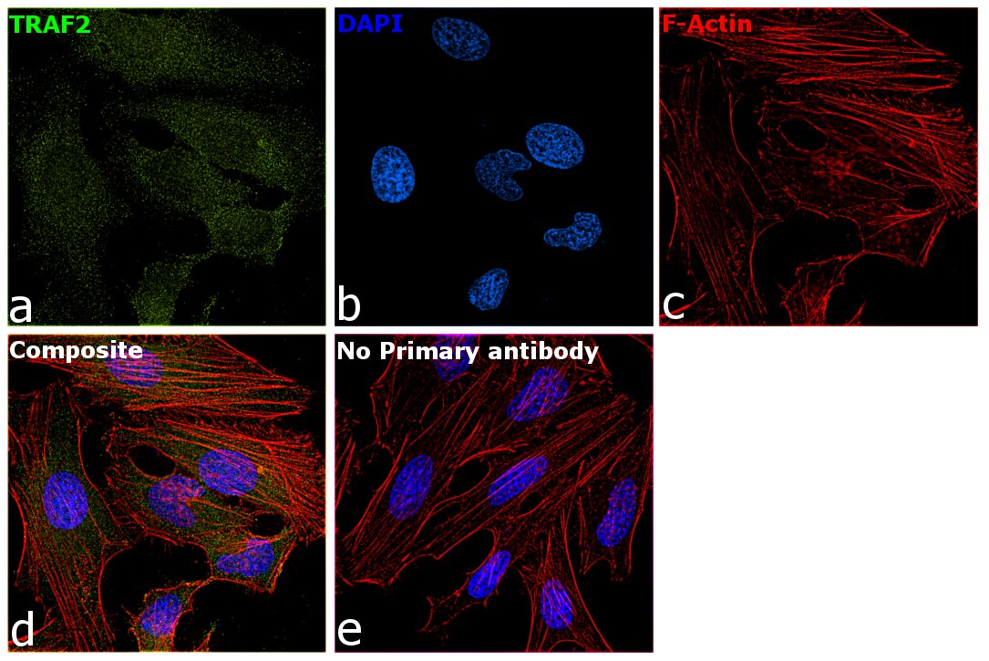 TRAF2 Antibody (PA5-17500)