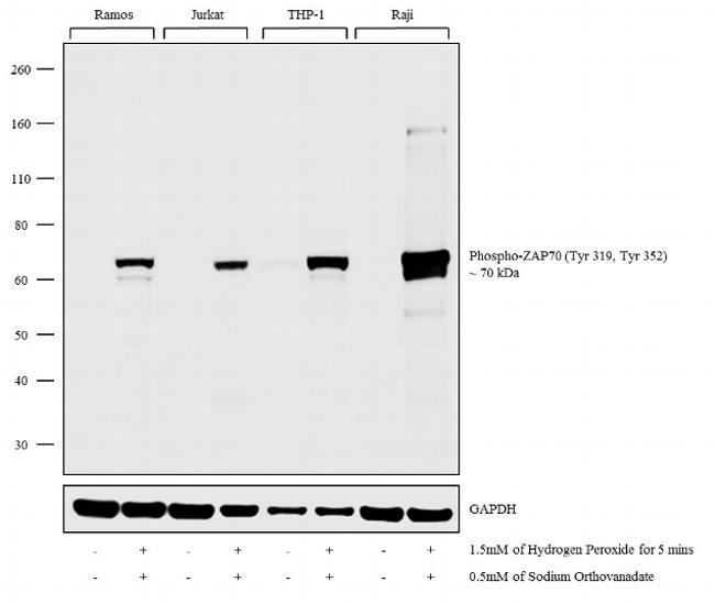 Phospho-ZAP70/Syk (Tyr319, Tyr352) Antibody (PA5-17815)