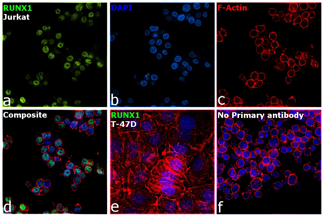 RUNX1 Antibody (PA5-19638)