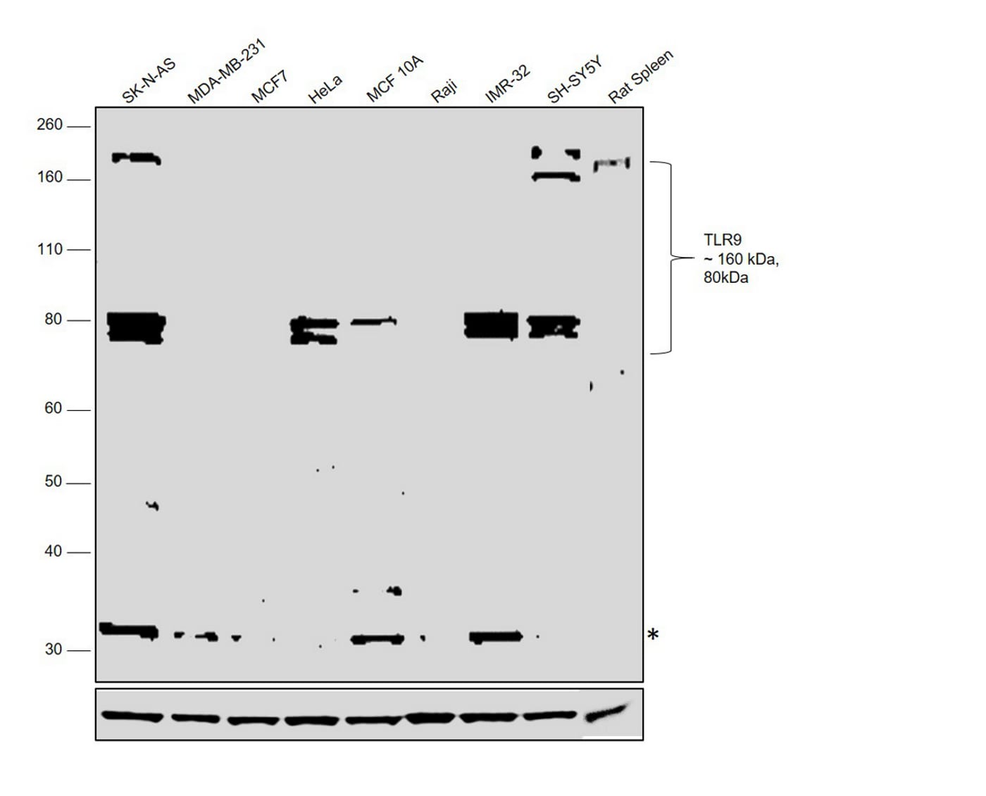TLR9 Antibody (PA5-20203)
