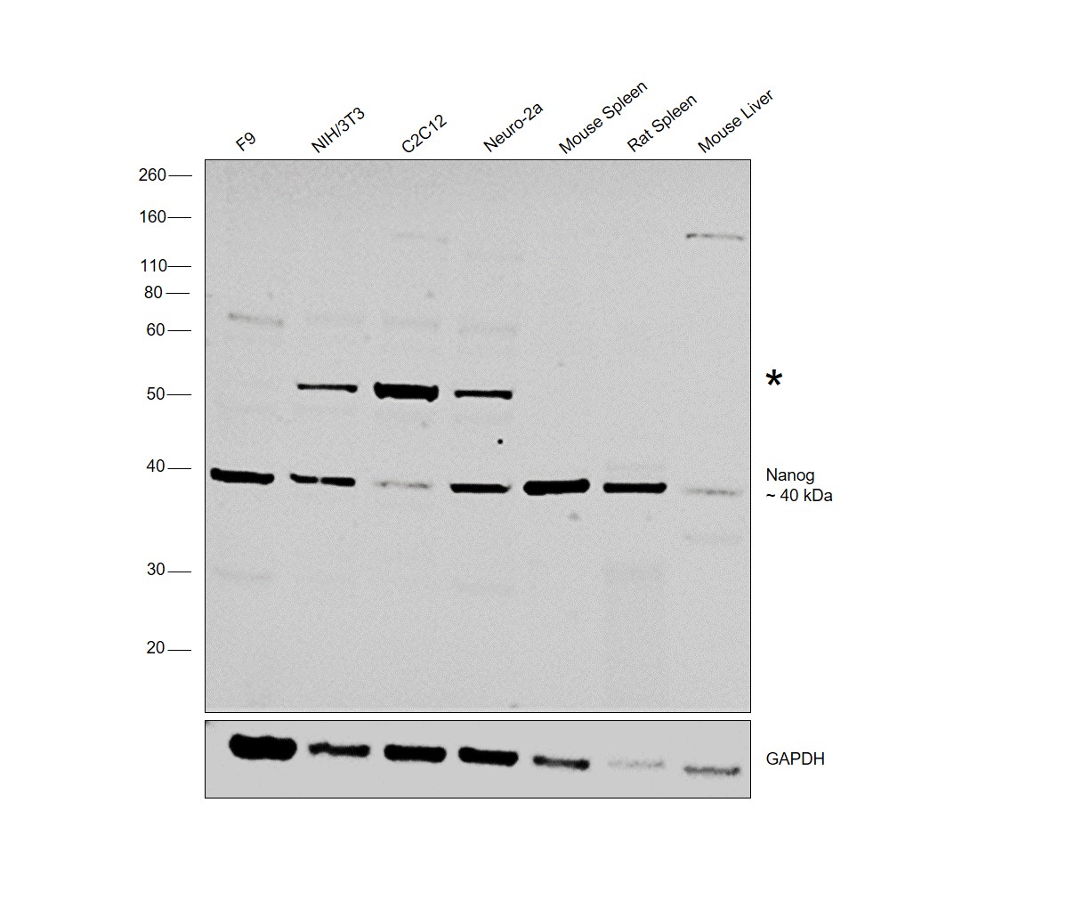 Nanog Antibody (PA5-20889)