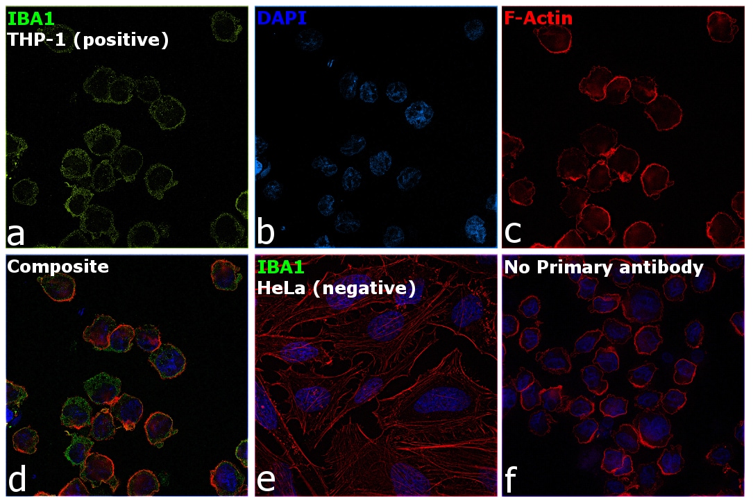 IBA1 Antibody (PA5-21274)