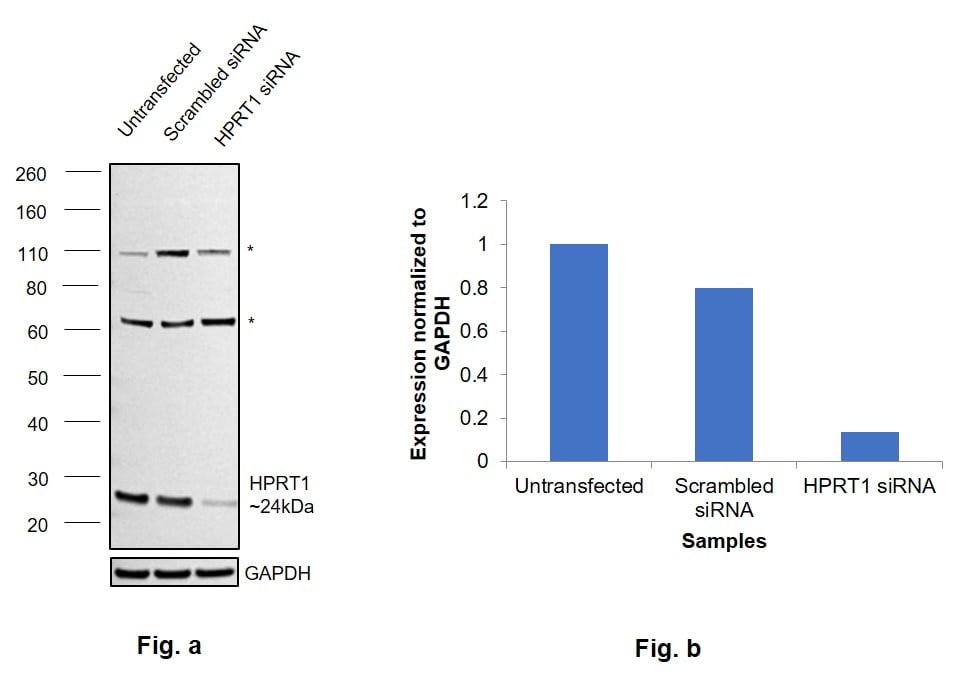 HPRT1 Antibody (PA5-21342)
