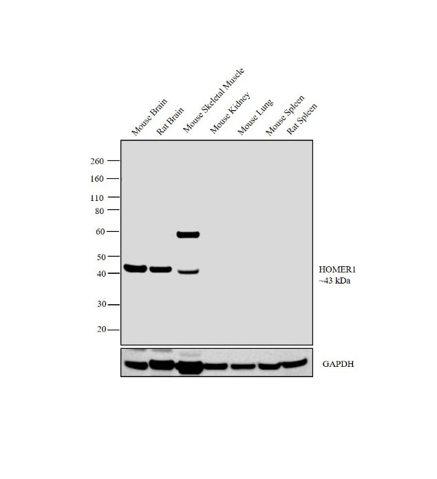 HOMER1 Antibody (PA5-21487)