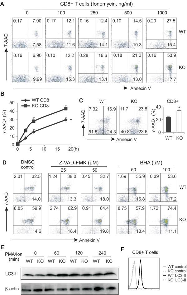 LC3A/LC3B Antibody, DyLight™ 488 (PA5-22731)
