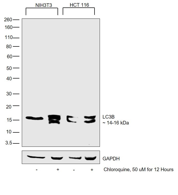 LC3A/LC3B Antibody, DyLight™ 488 (PA5-22731)