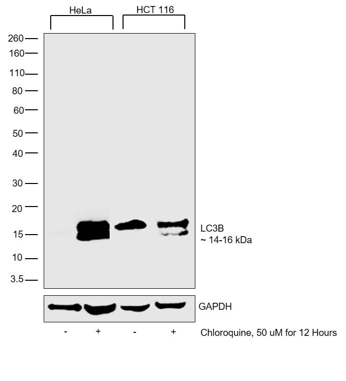LC3B Antibody, DyLight™ 488 (PA5-22938)