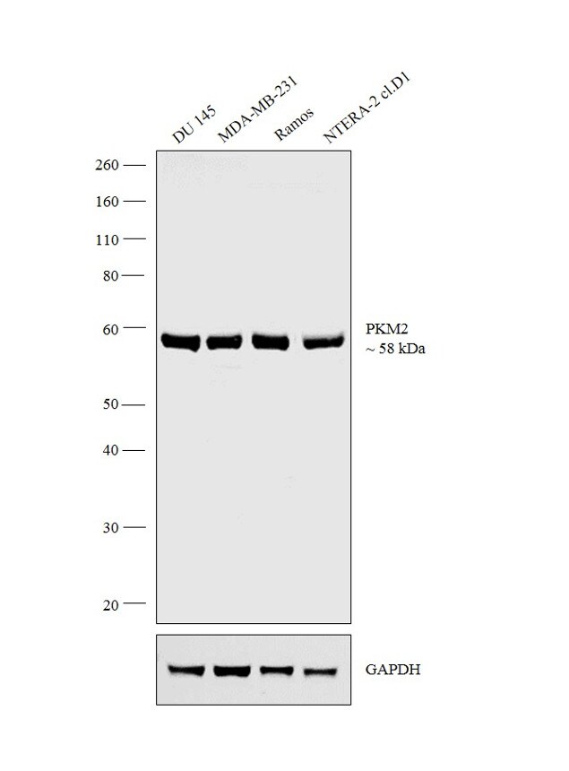 PKM2 Antibody (PA5-23034)