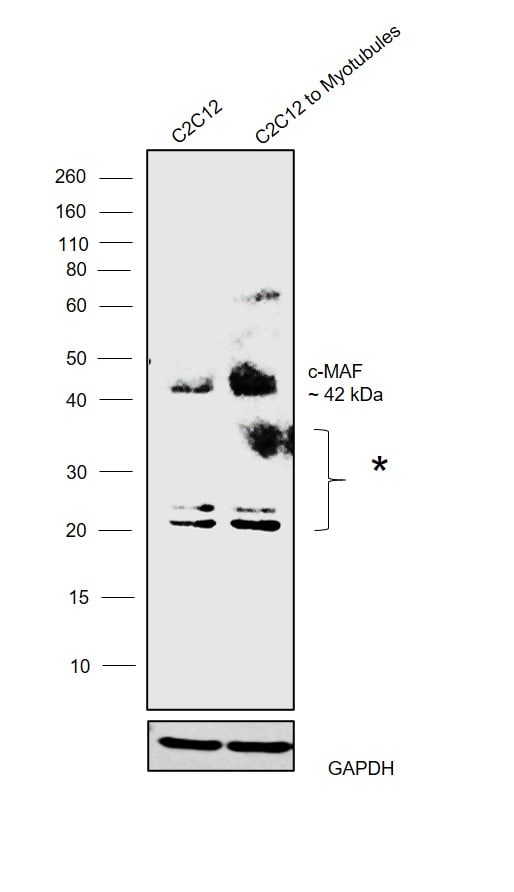 c-MAF Antibody (PA5-23179)
