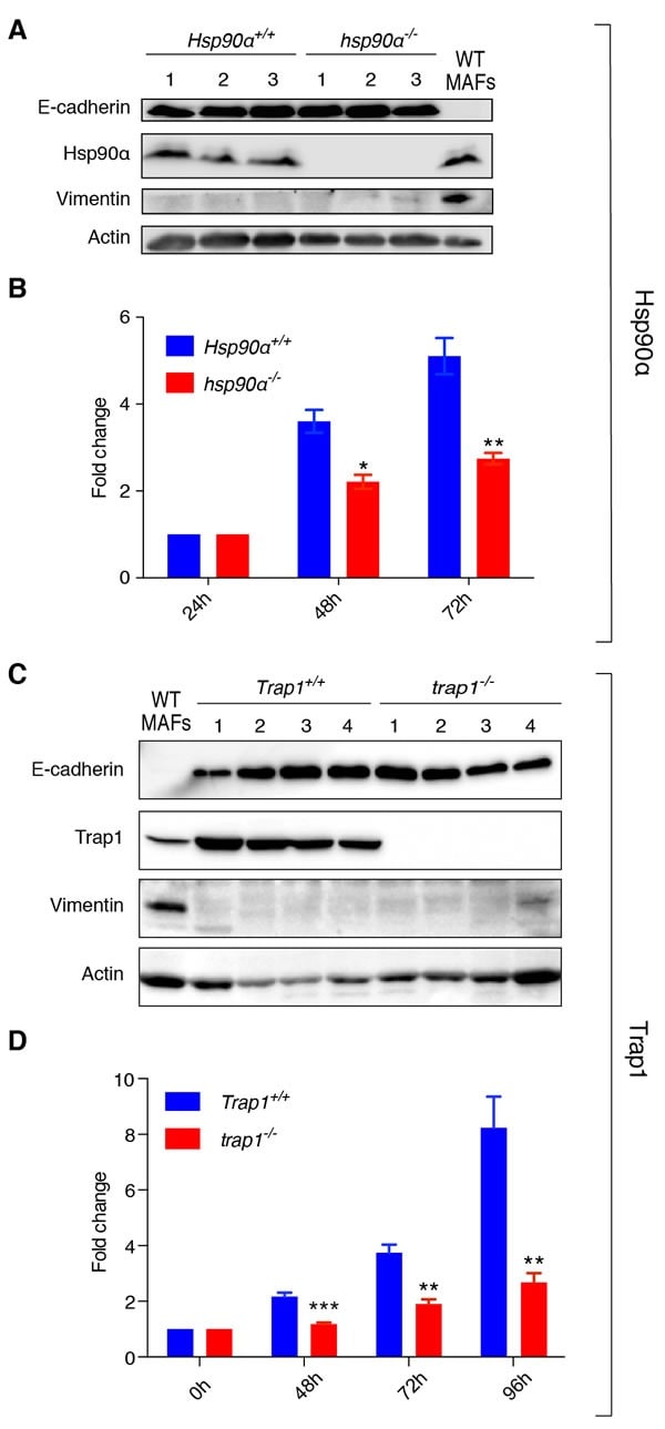 Vimentin Antibody (PA5-27231)