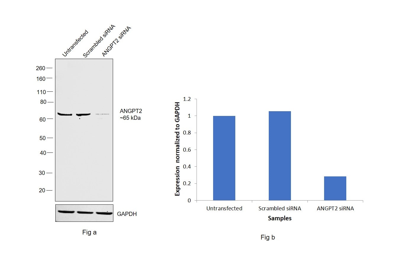Angiopoietin 2 Antibody (PA5-27297)