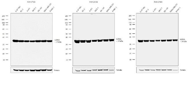 LDHA Antibody (PA5-27406)