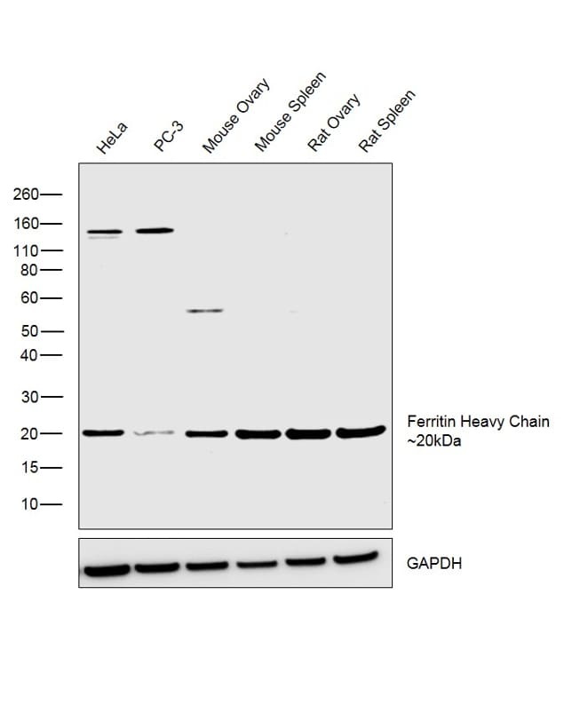 Ferritin Heavy Chain Antibody (PA5-27500)
